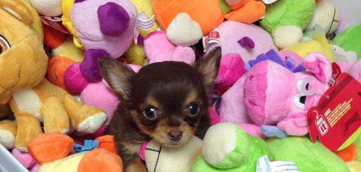 Mini Critters Pet Village | Sioux Falls ♥ The Local Best